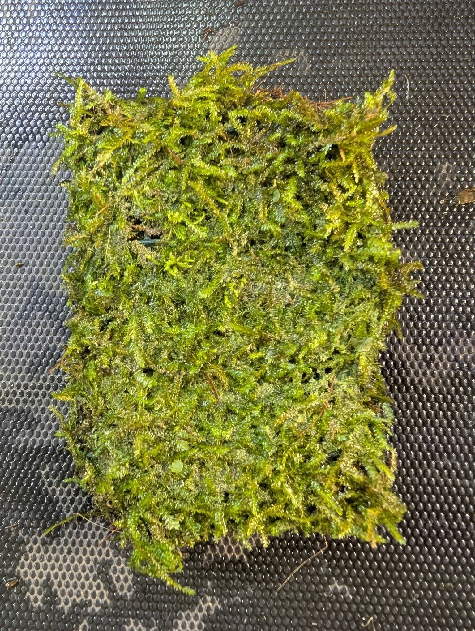 BUY 2 GET 1 FREE Plants on Mats! Java Moss on Weighted Mat-Easy Live ...