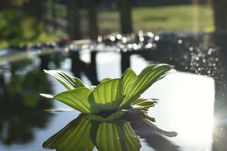 Floating Plants — Aquatic Plants — Florida Aquascaping