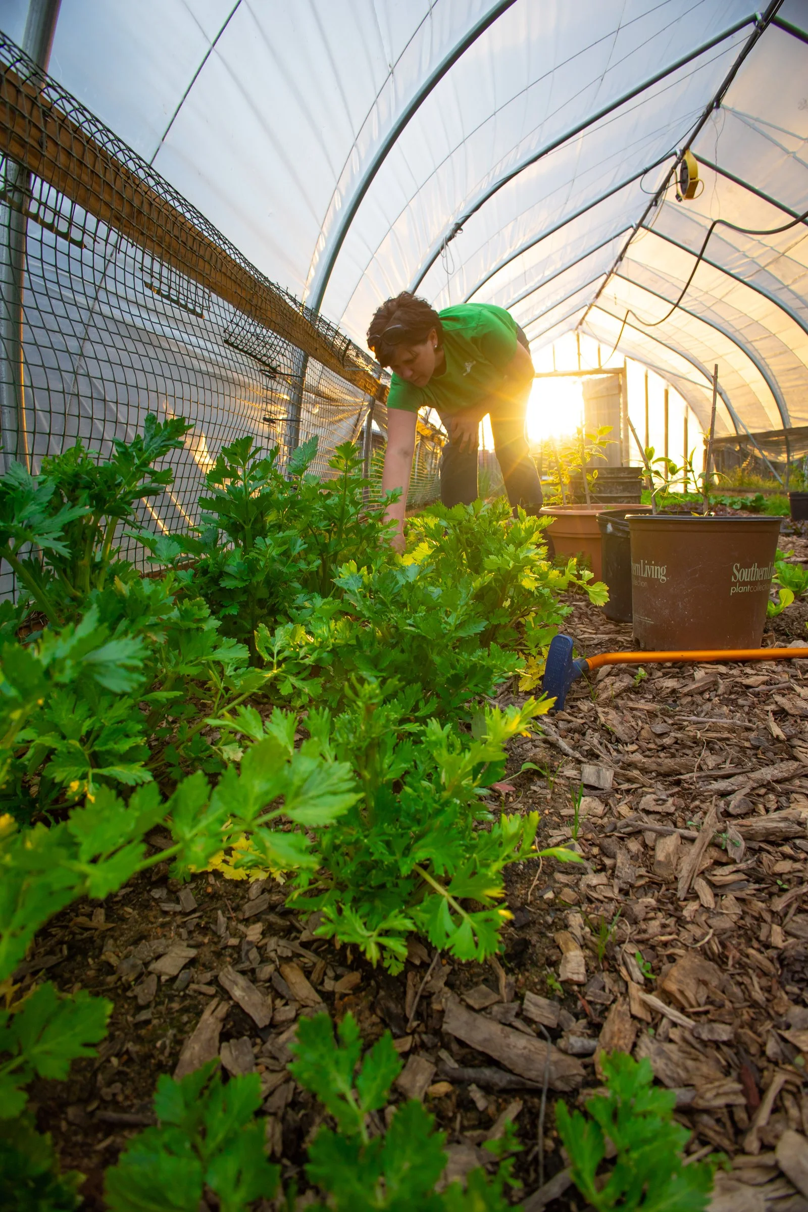 Crossings Farm: Farming with Intent — DavidsonLocal.com