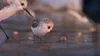 Piper — Pixar Animation Studios