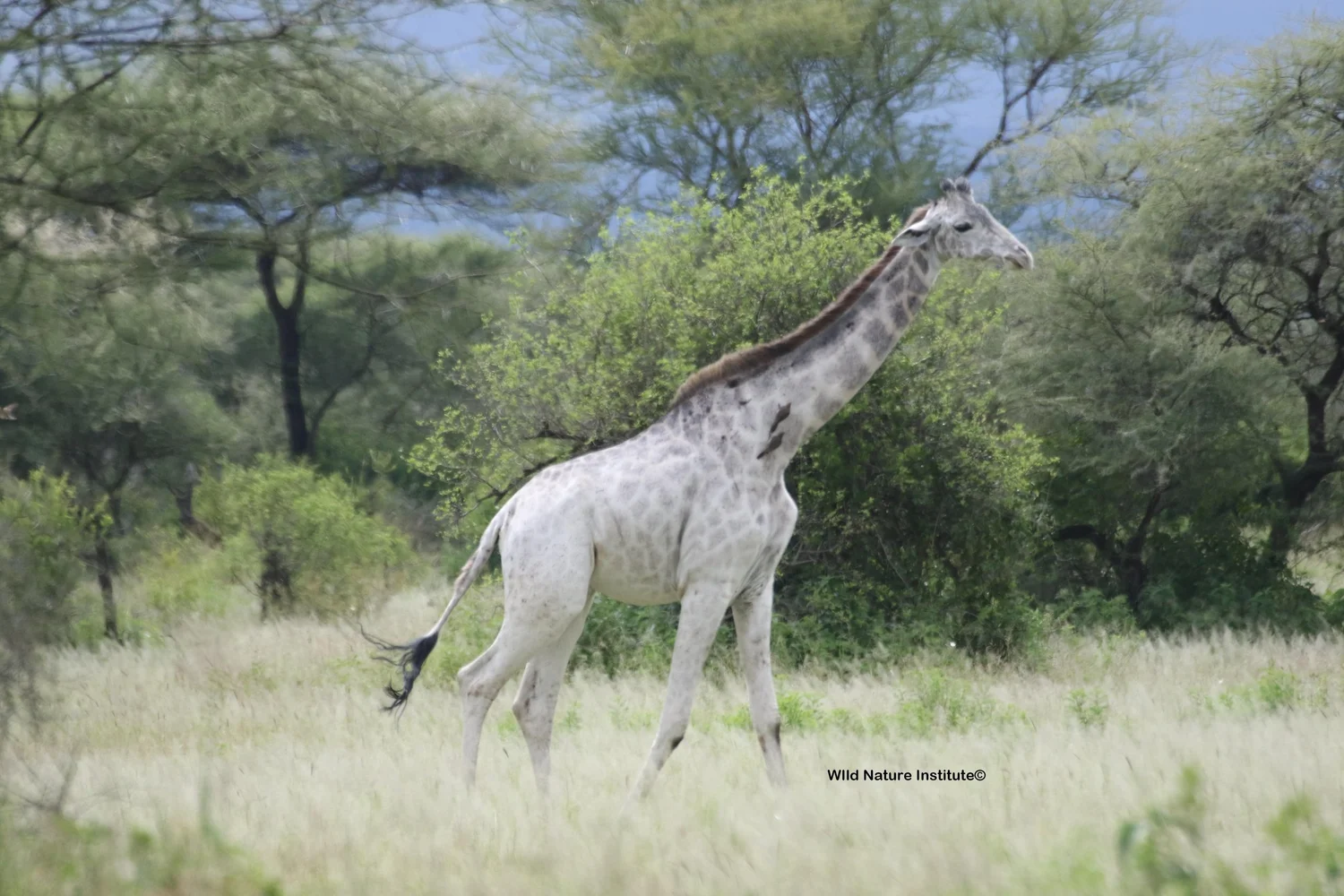 General 2 — Junior Giraffe Club