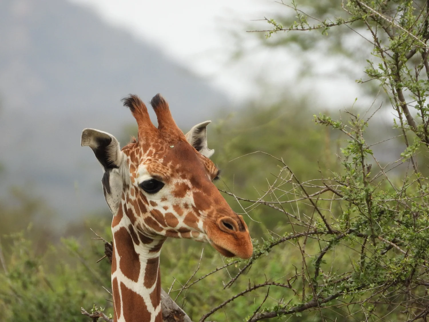 General 2 — Junior Giraffe Club