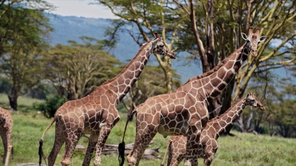 General 2 — Junior Giraffe Club