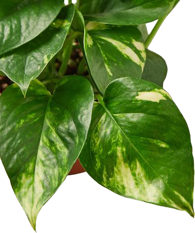 2 Pothos Variety Pack - 4" Pot — Deep Roots Greenery