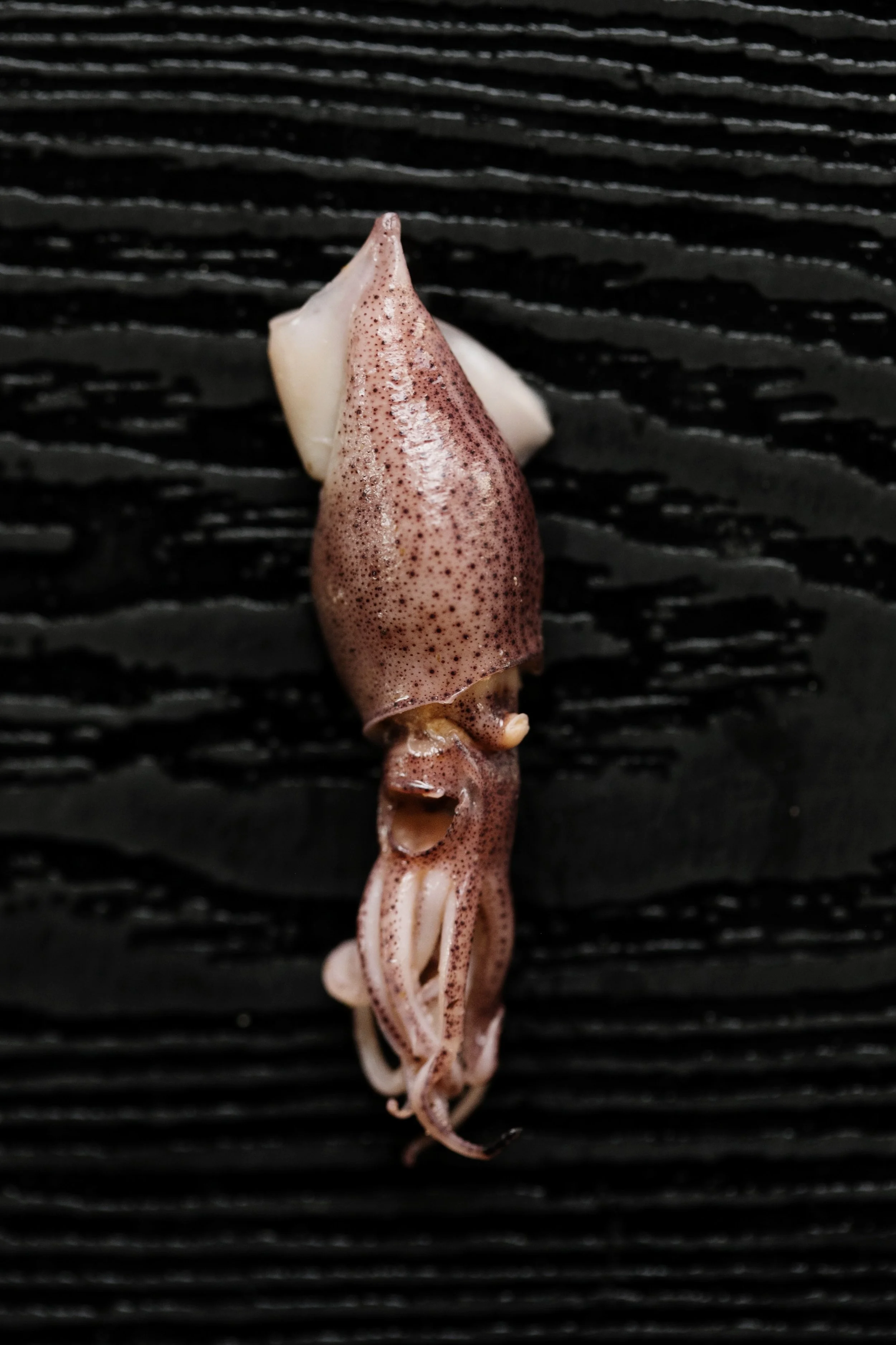 Kado no Mise: North Loop Japanese Cuisine & Sushi — Kado no Mise ...