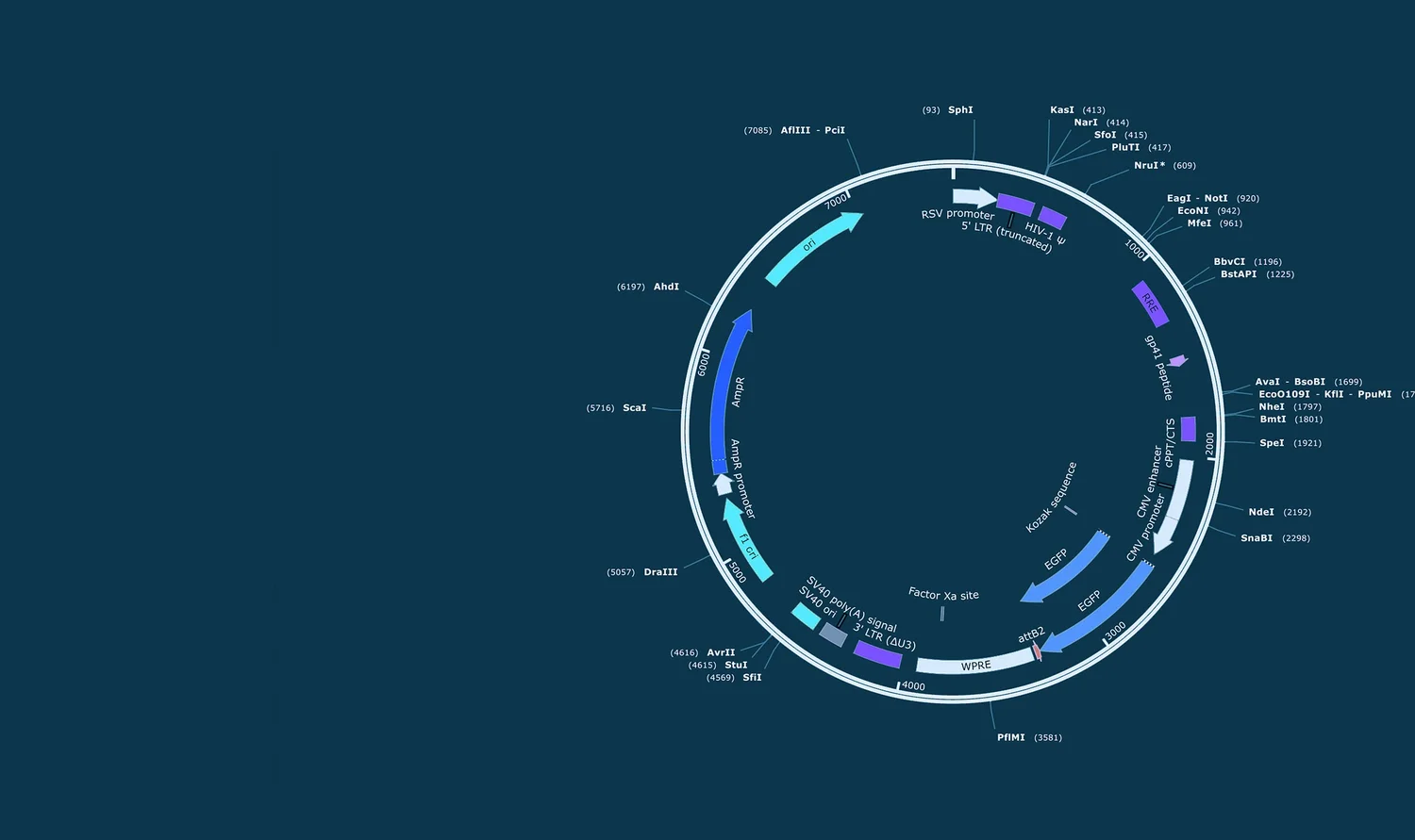 Vector design & optimization — ViroCell Biologics