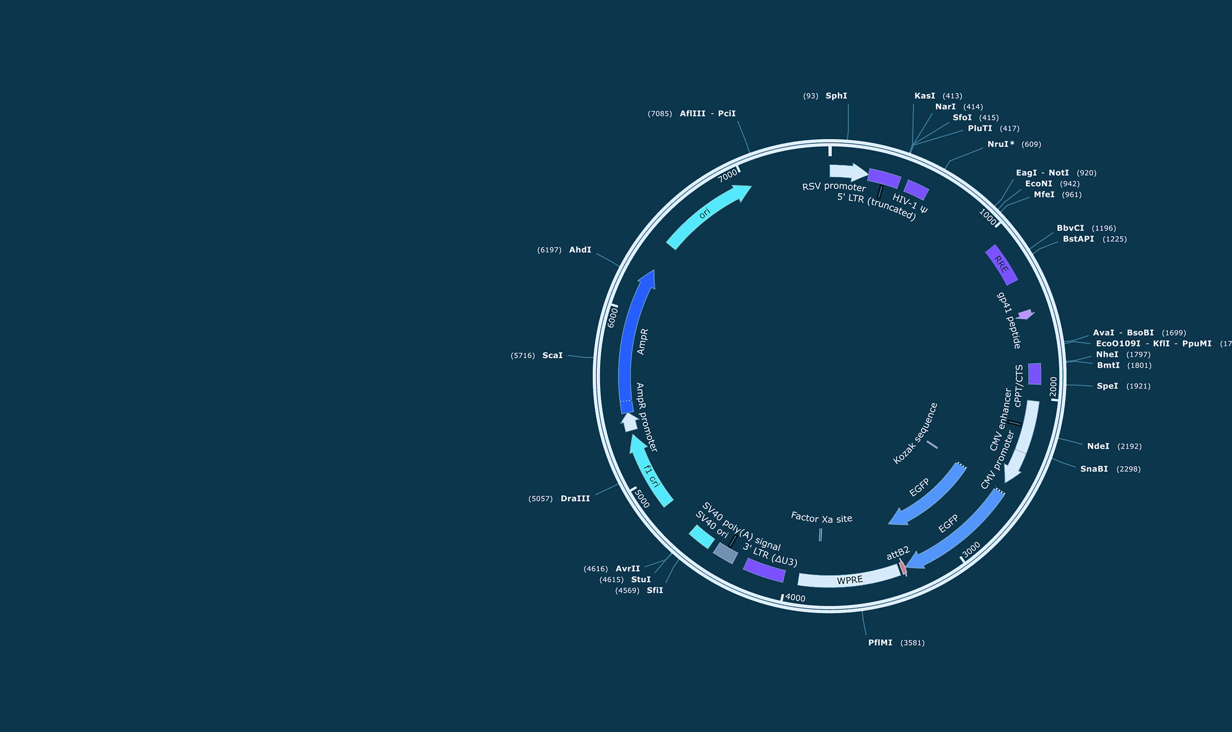 Vector design & optimization — ViroCell Biologics
