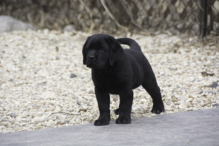 THE LABRADOR RETRIEVER CLUB of MANITOBA