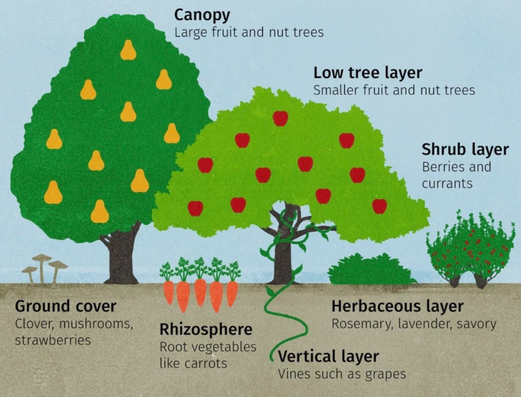 Canopy Layer Diagram