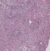 Research — Notta Lab