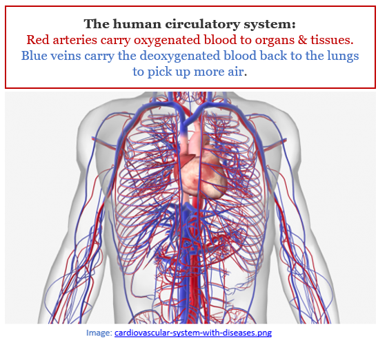How Low Oxygen Levels Affect Your Body CovidCAREgroup How Low Oxygen Levels Affect Your Body CovidCAREgroup