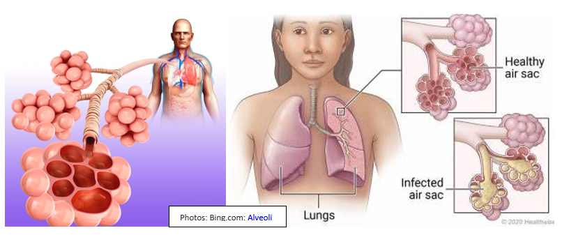 How Low Oxygen Levels Affect Your Body CovidCAREgroup How Low Oxygen Levels Affect Your Body CovidCAREgroup