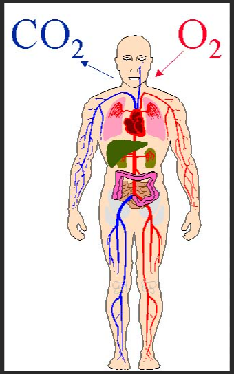 How Low Oxygen Levels Affect Your Body — covidCAREgroup