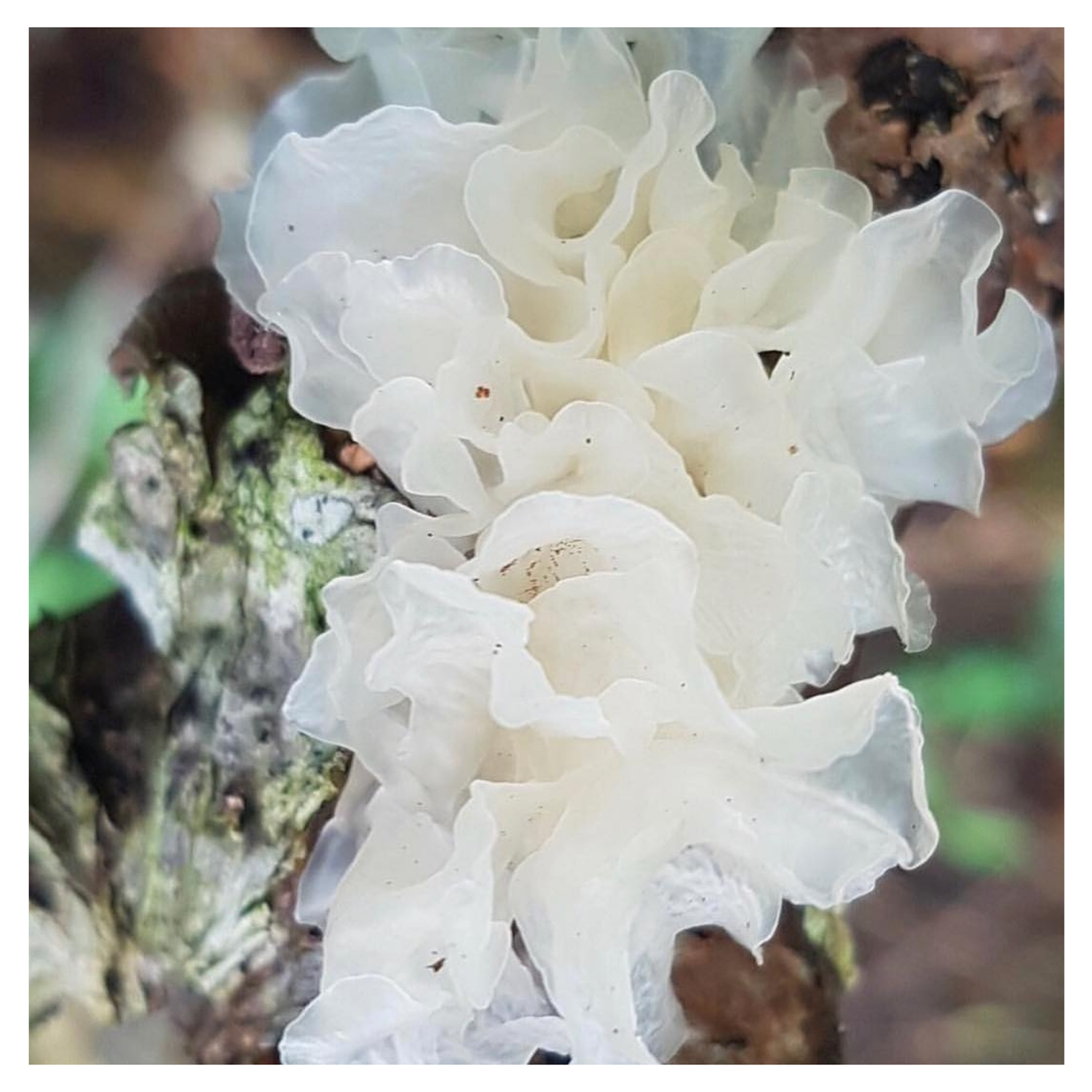 Chinese Medicine Postpartum Nutrition — The Way of Yin