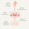 Womb Health & Chinese Medicine — The Way of Yin