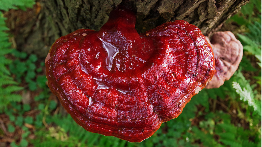 8 Adaptogens and Their Benefits for Stress and Hormonal Health — The ...