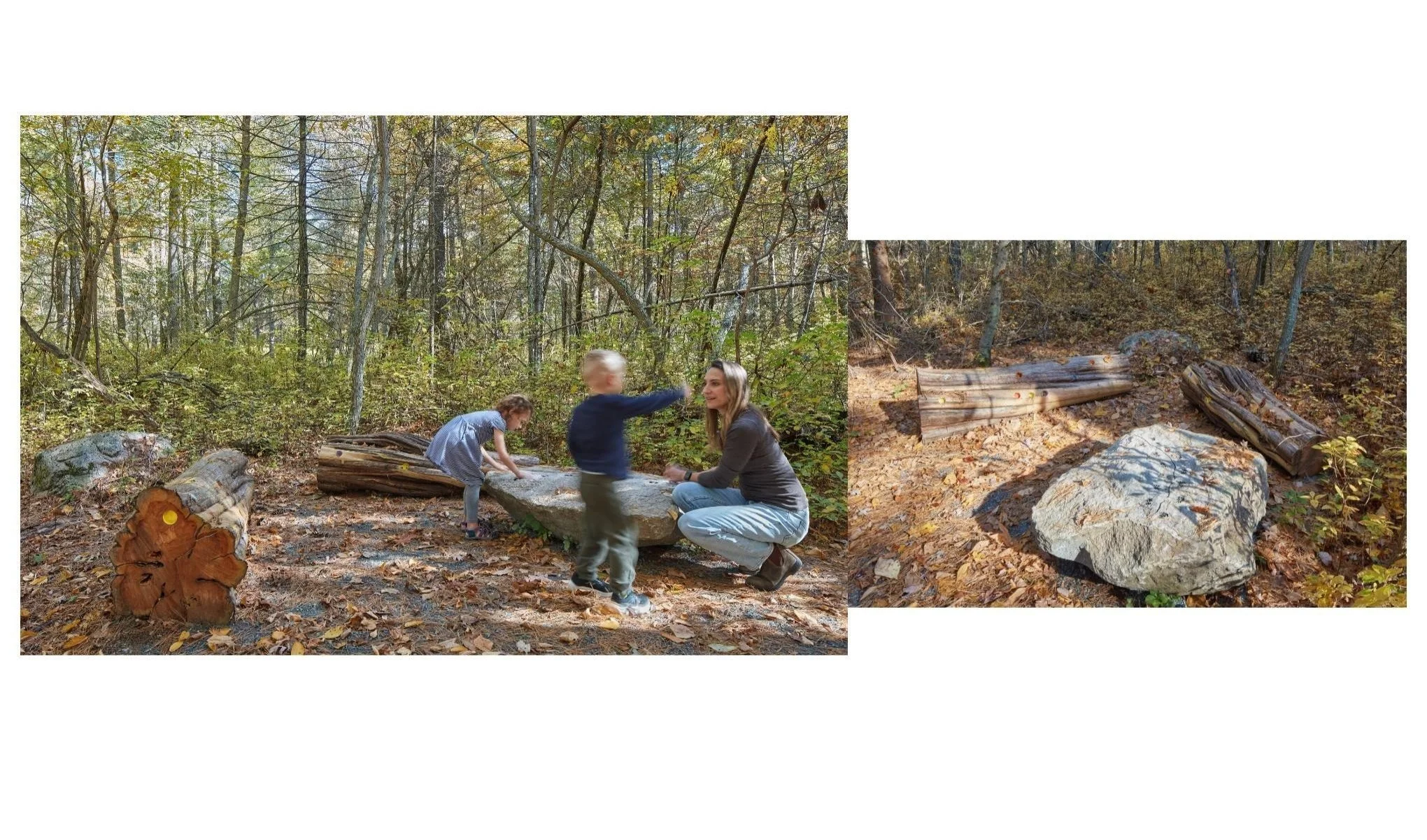 Copicut: The Big Woods — BSLA Fieldbook
