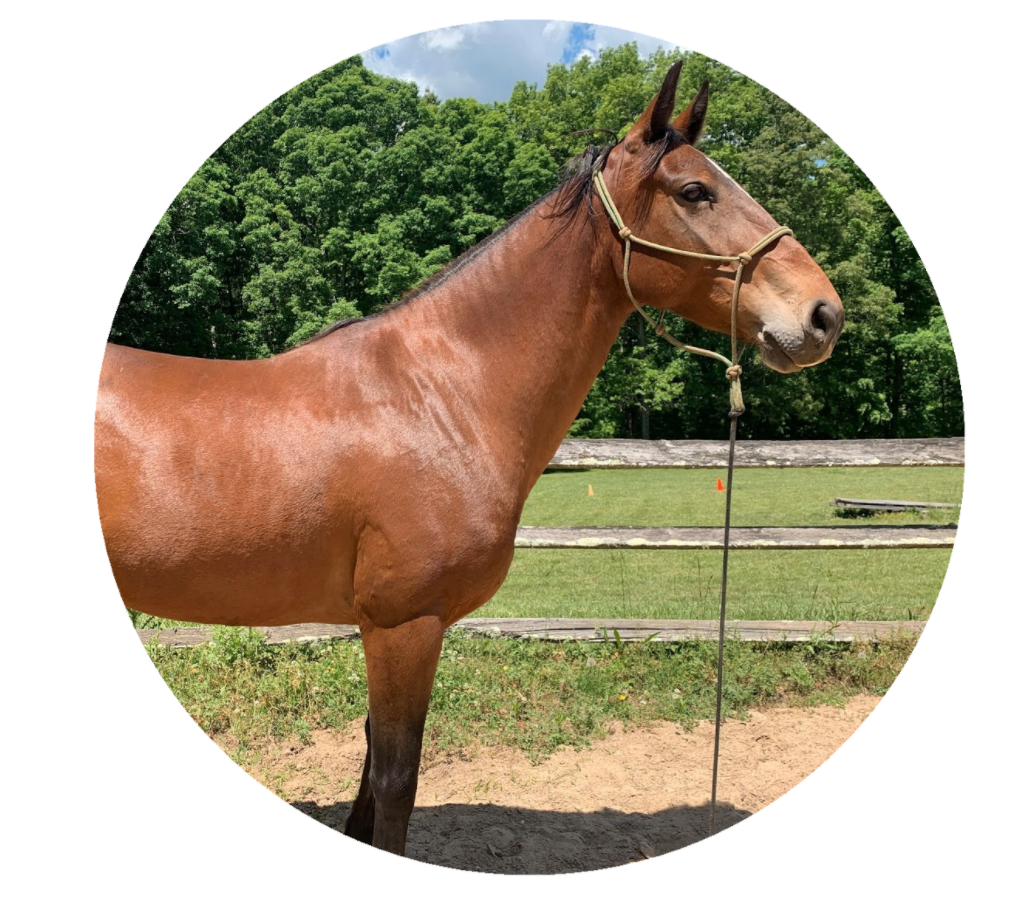 The herd — Bushel Barns