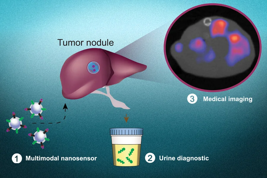 Research — The Marble Center for Cancer Nanomedicine