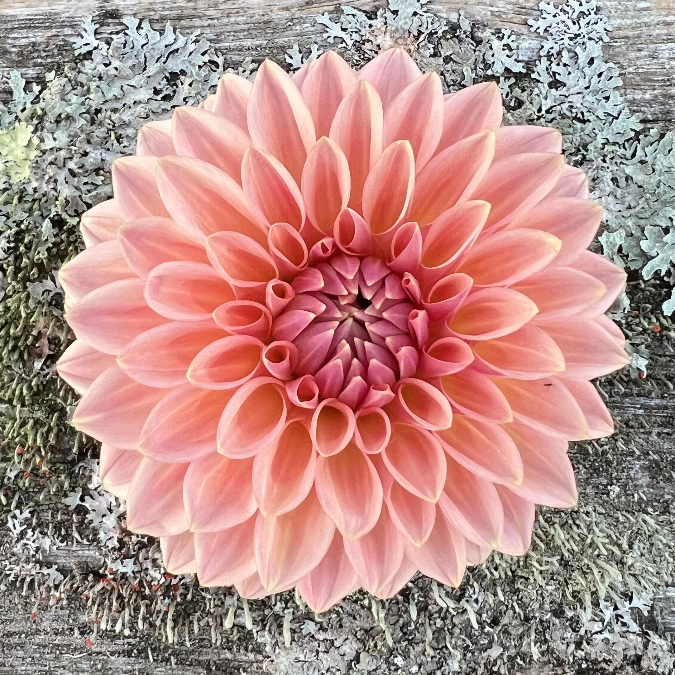 Bloomquist Alan — GUIDING GREEN THUMBS