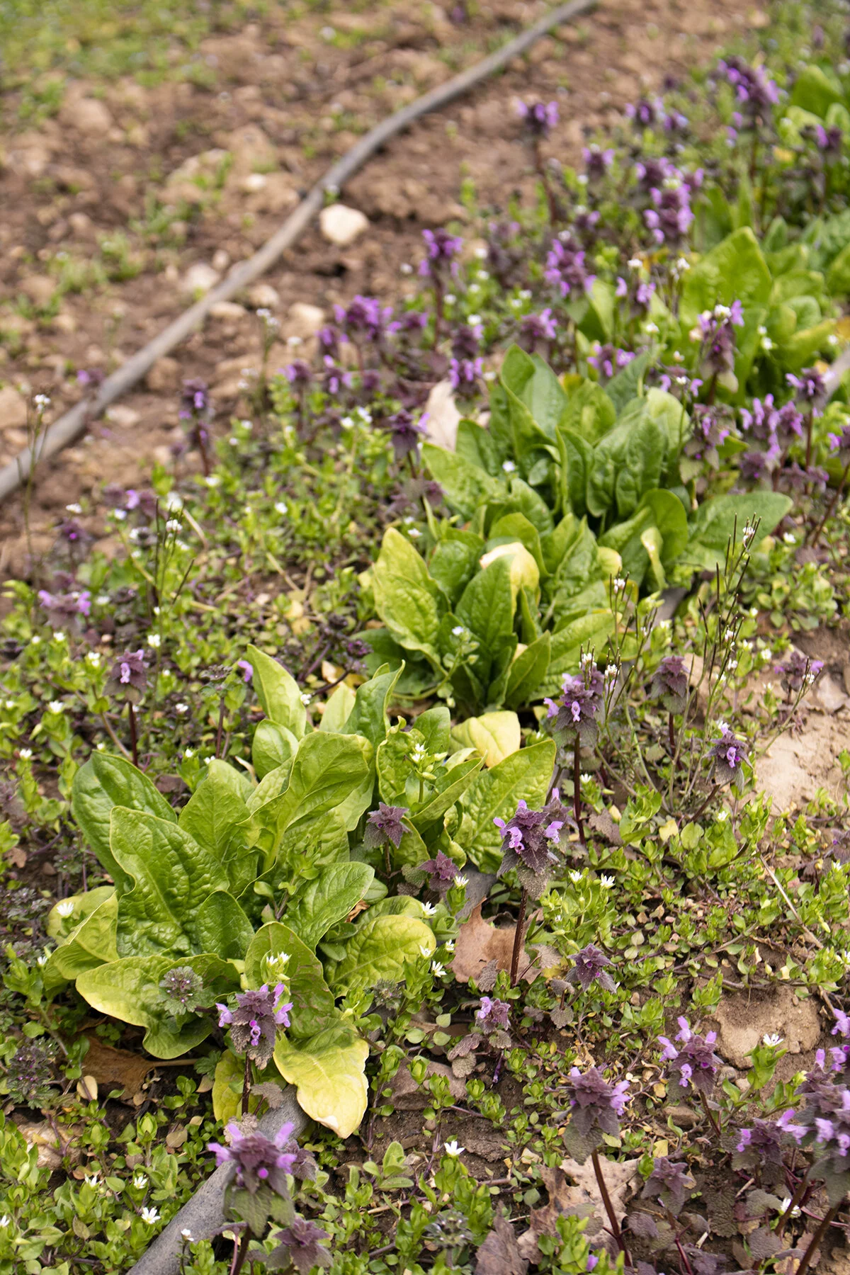 Slow Food Cincinnati