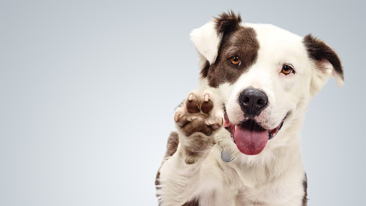 Dog Walking/Pet Sitting/Dog Training - Naperville, Elmhurst, Villa Park ...