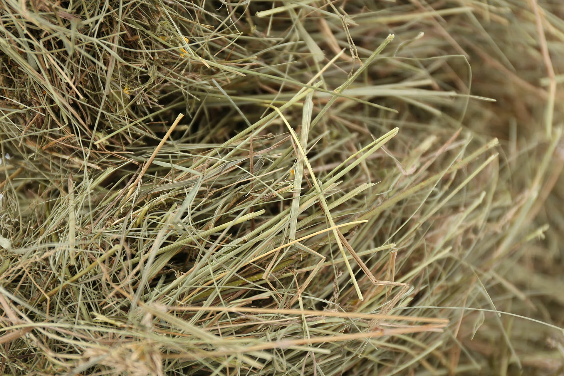 Grass Finished Beef (Copy) — Hanceville Cattle Co.