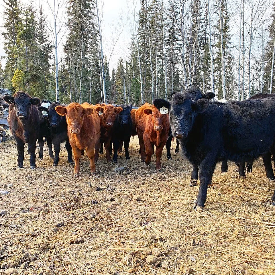 Hanceville Cattle Co.