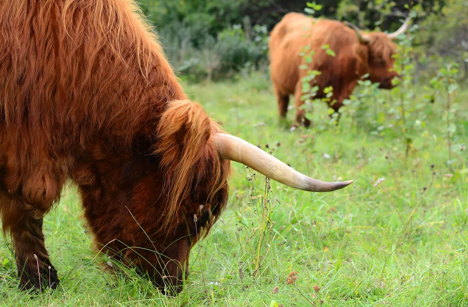 Grass Finished Beef — Hanceville Cattle Co.