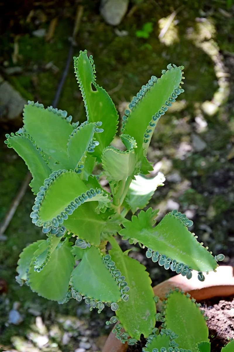 4 Jamaican herbs and remedies you never knew you needed — Parachute Media