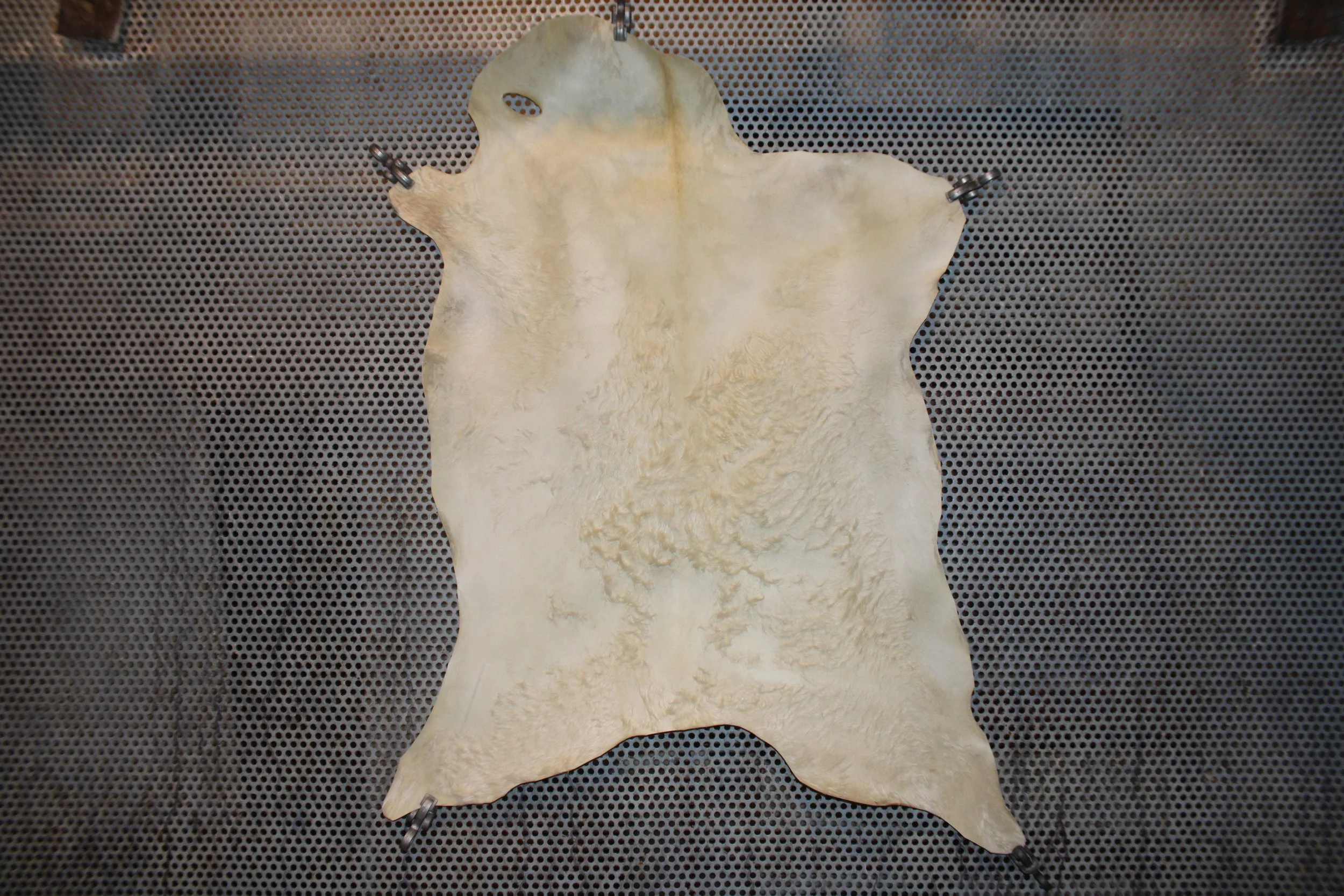 Wild Hides — Pergamena