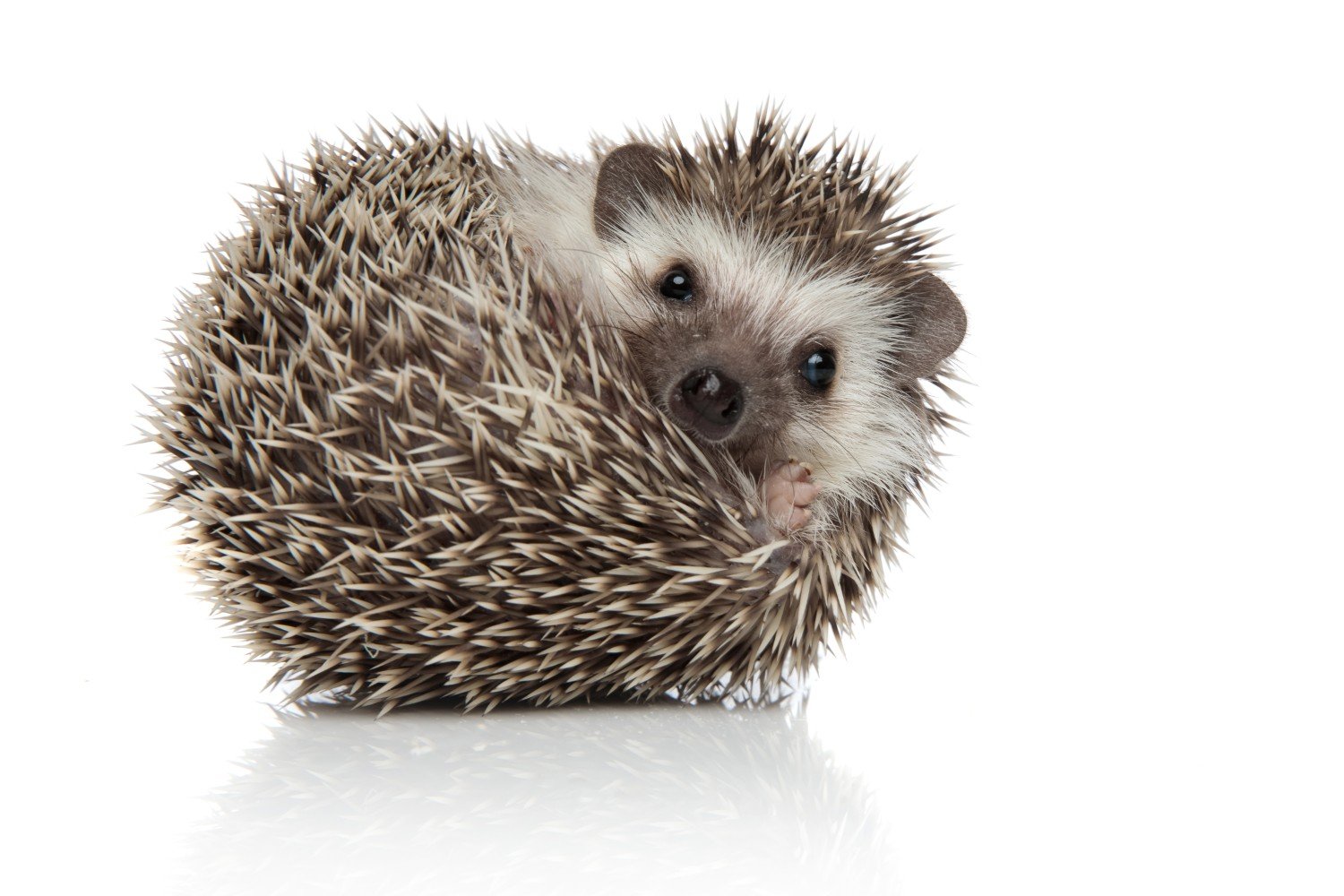 Lessons from a Hedgehog: Narrow Your Scope to Expand Your Impact ...