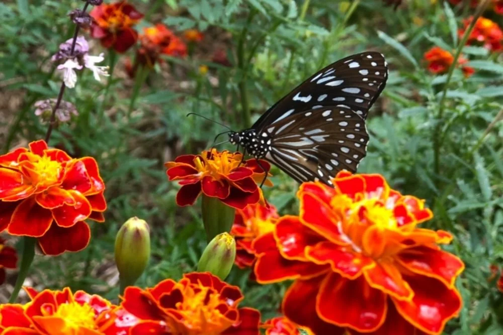 The Best Flowers To Grow In Brisbane, Month By Month — Salisbury Grange