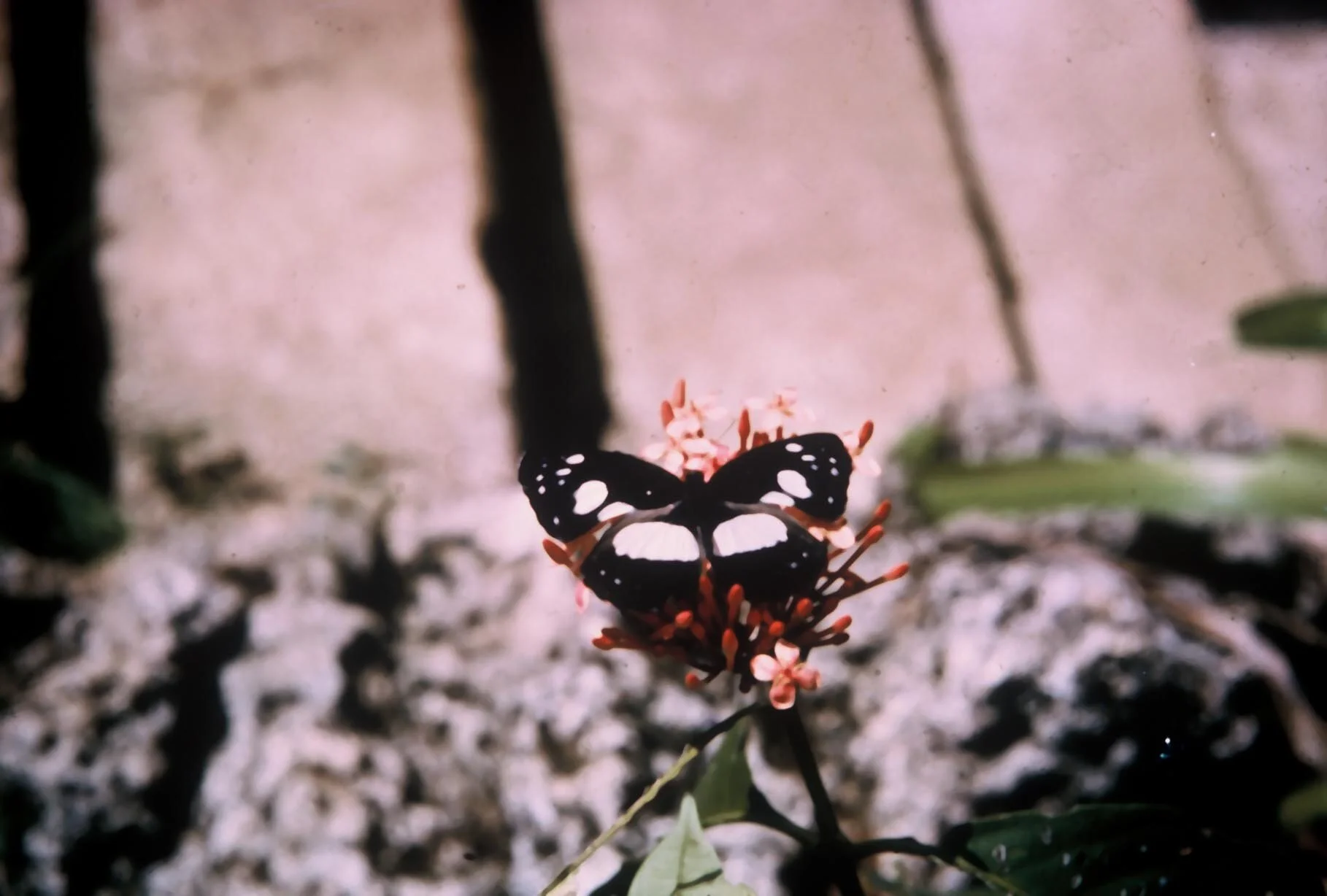 Tommy had been having blood in his stools for about a month-then he ...