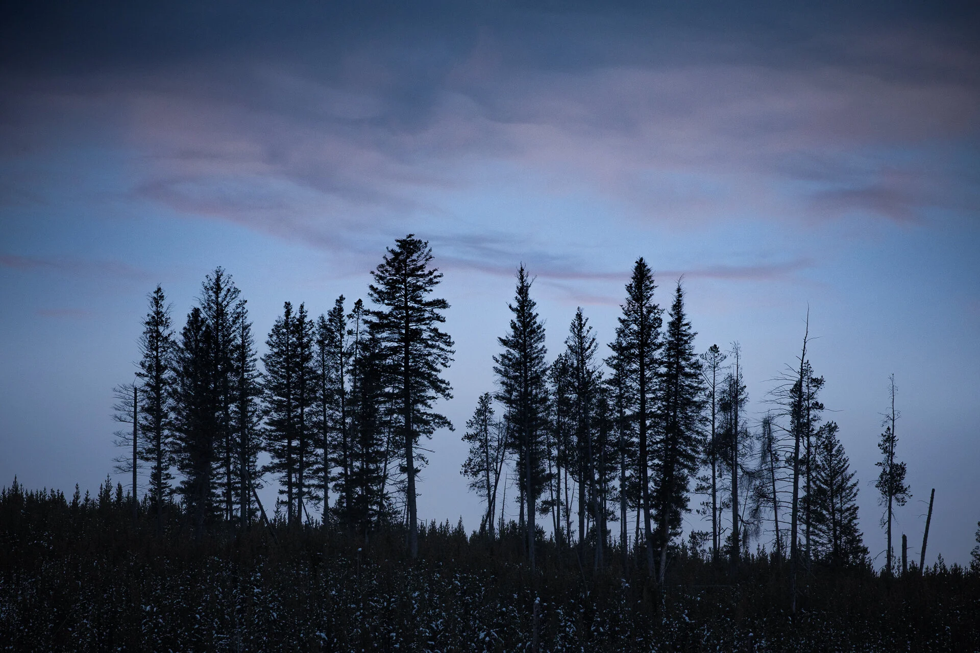 Yellowstone's Lodgepole Pine — Revealed In Nature 2.0