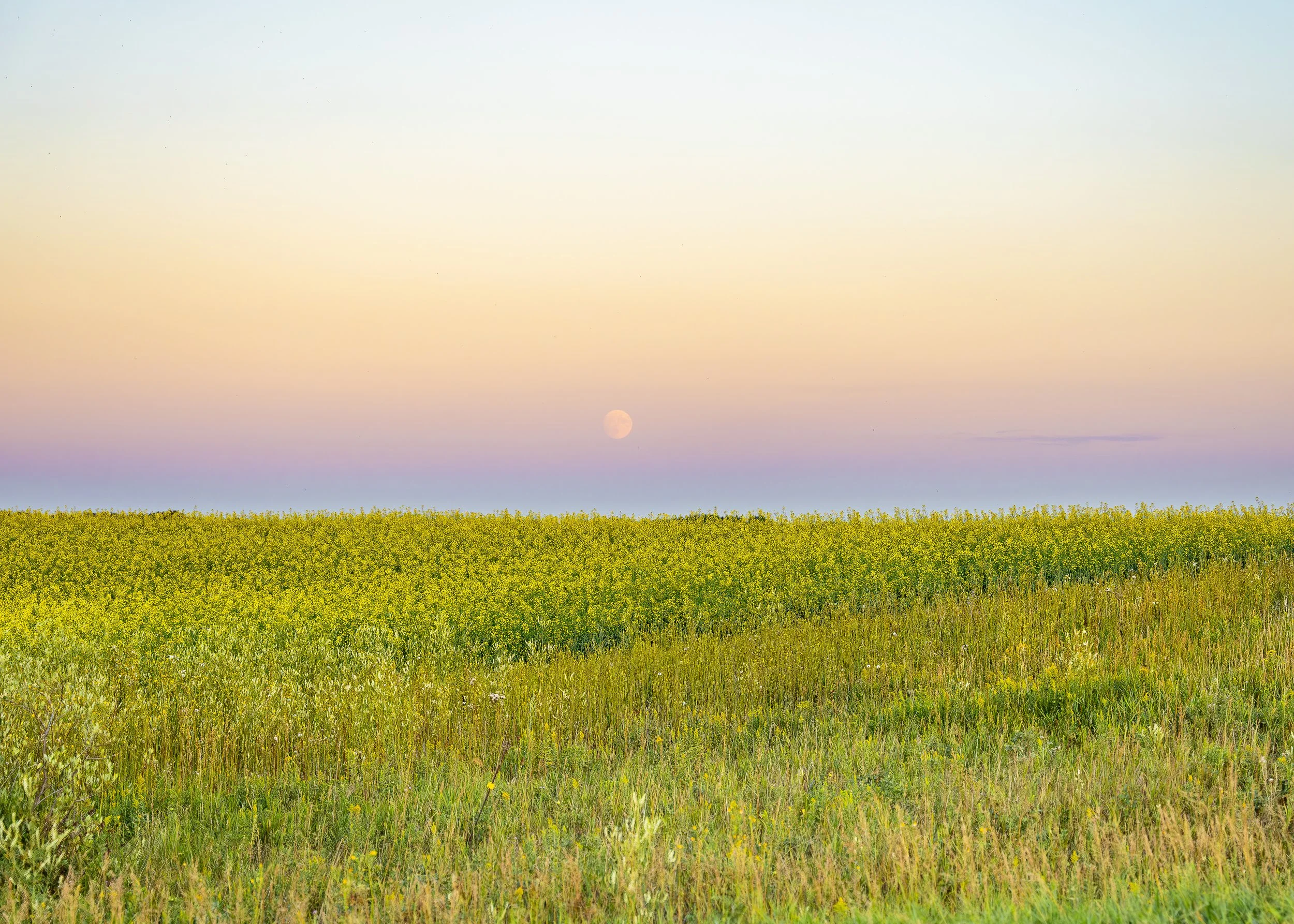 NICOLE TOLAND PHOTOGRAPHY