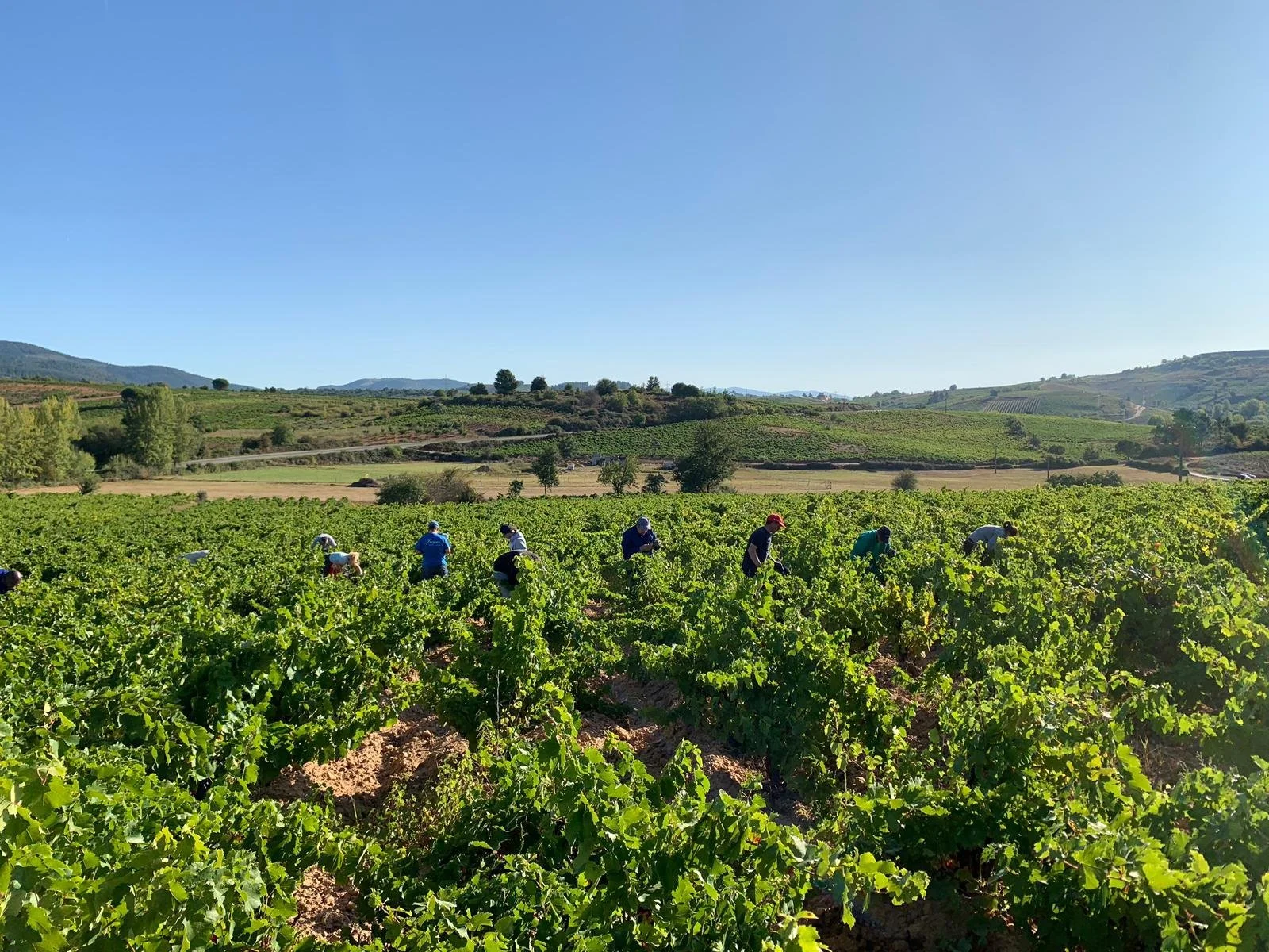 Domaine Leroy - Le Sommelier Wine Agency