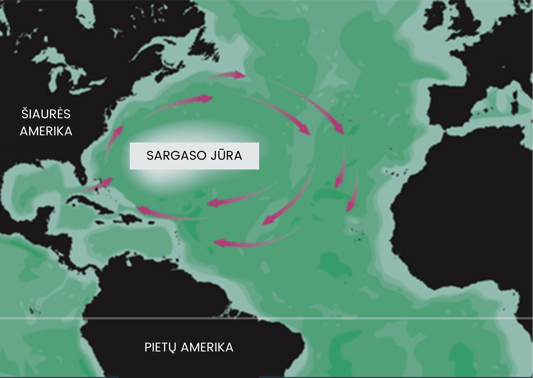 Nuo ežerų iki vandenyno: apie ungurio gyvenimo kelionę — po bangom