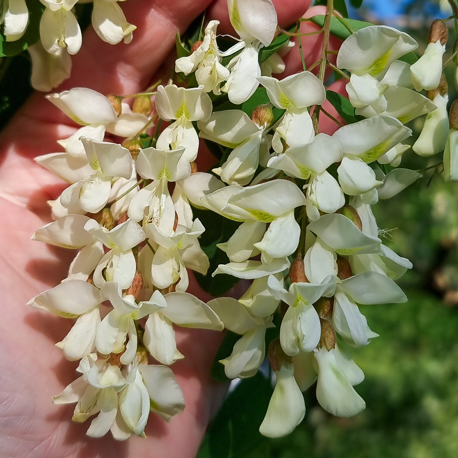 Locust Tree Flower Why Won't My Black Locust (Robinia Pseudoacacia)