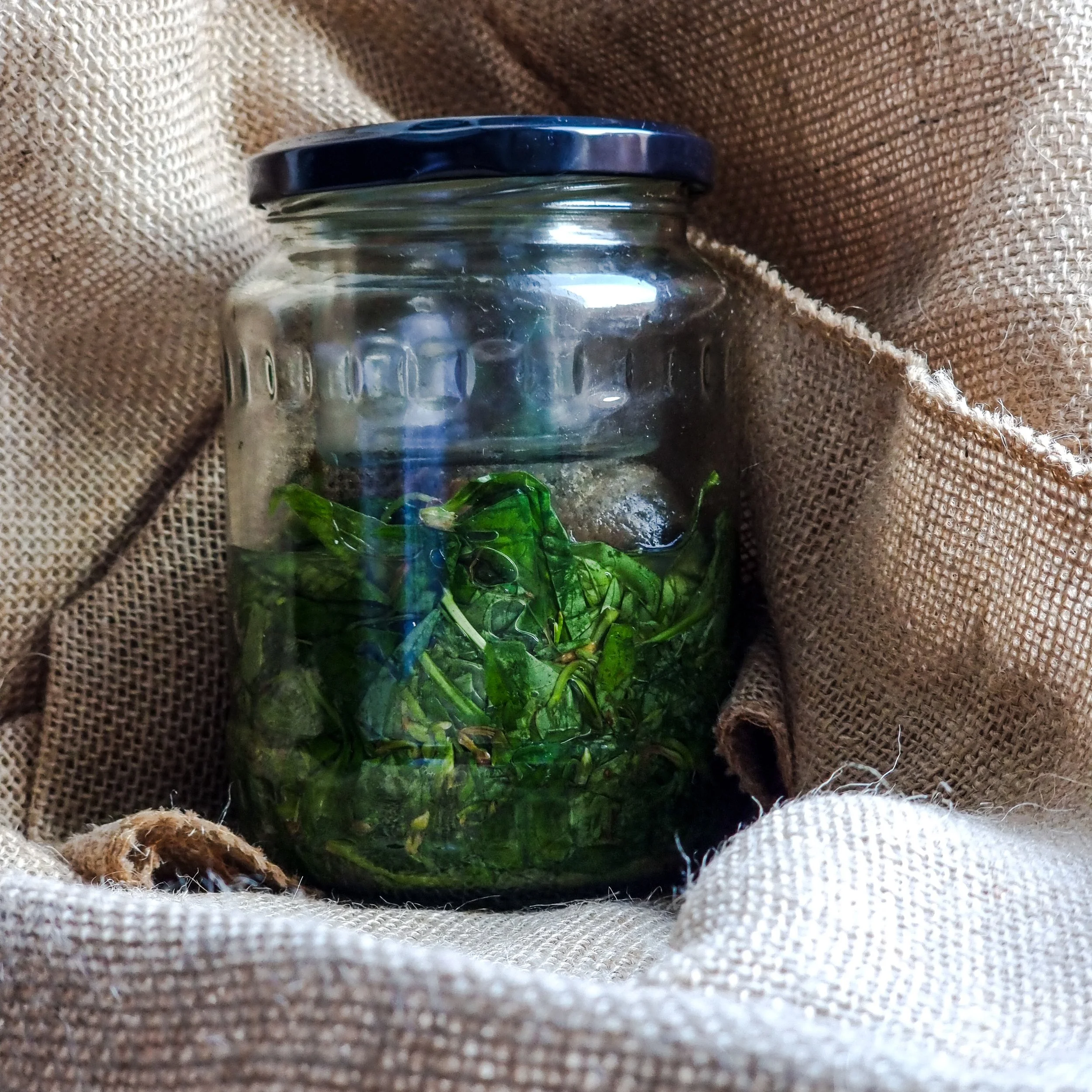 Lacto Fermented Water Pepper - Native ‘Chilli’ Paste — VOLF