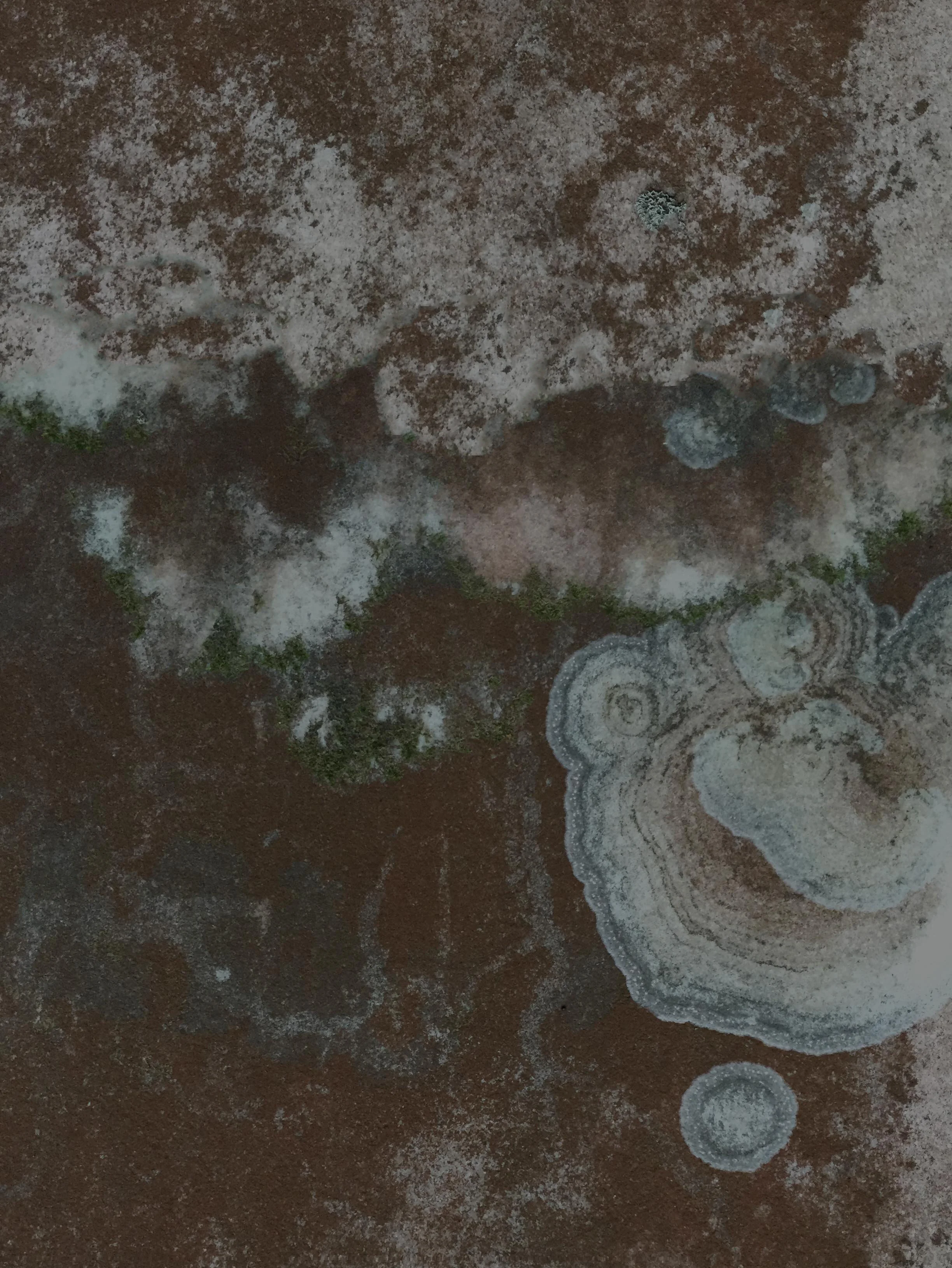 Bio — Grace Knowlton