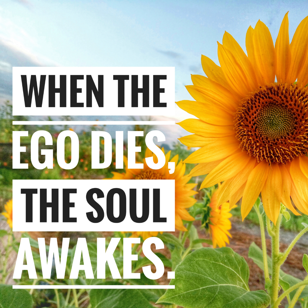 Feed Your Ego, Kill Your Ego: How to Outgrow Society’s Expectations for ...