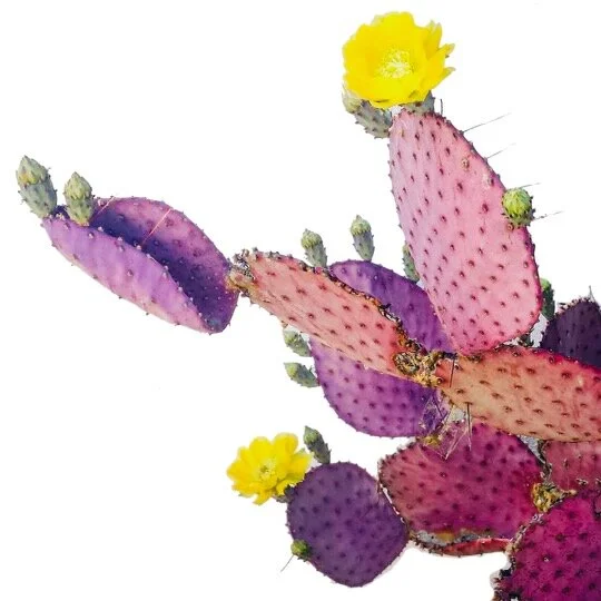 Sarah Argueta | Tucson Therapy | Arizona Teletherapy