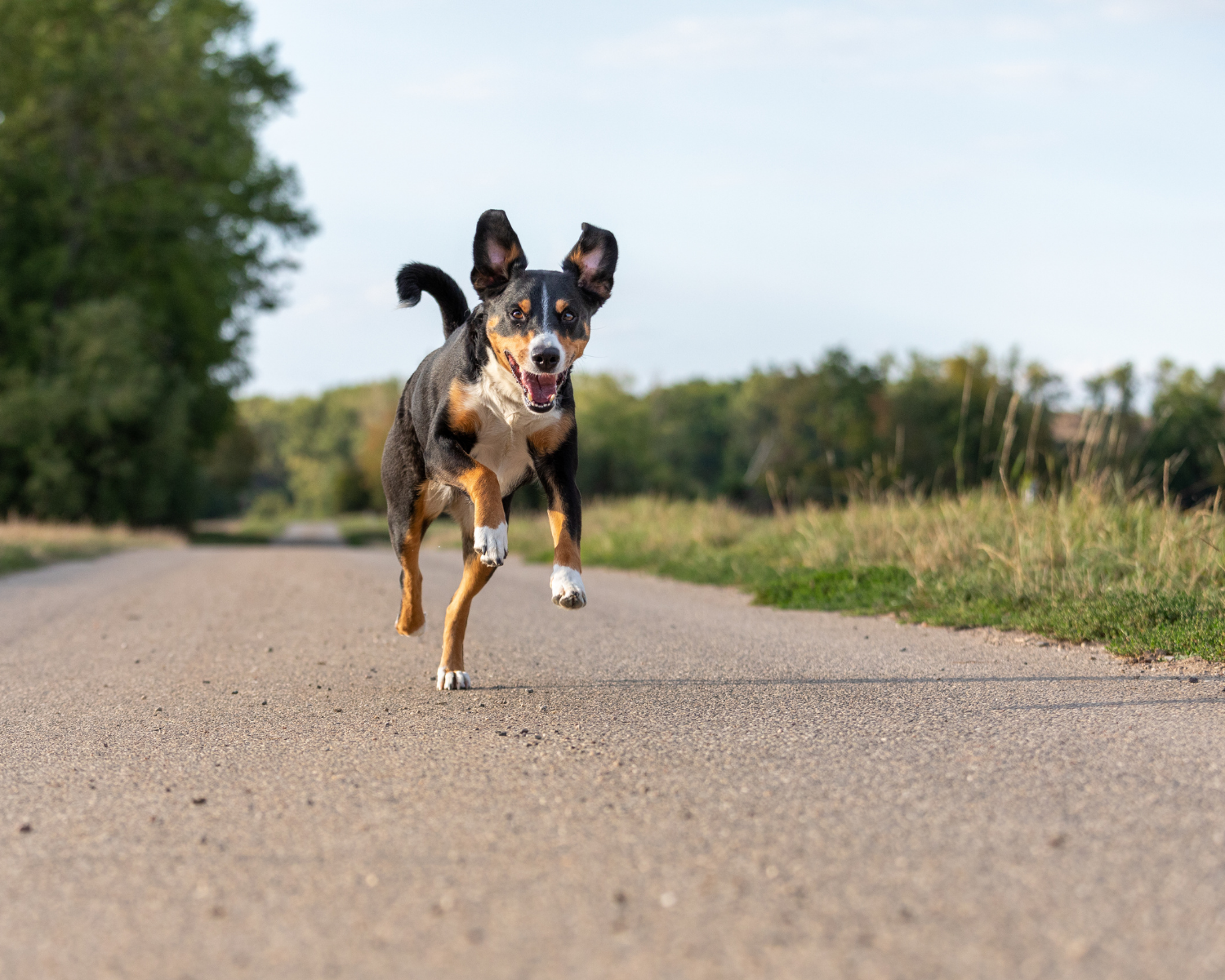 How Fast Can Different Dog Breeds Run