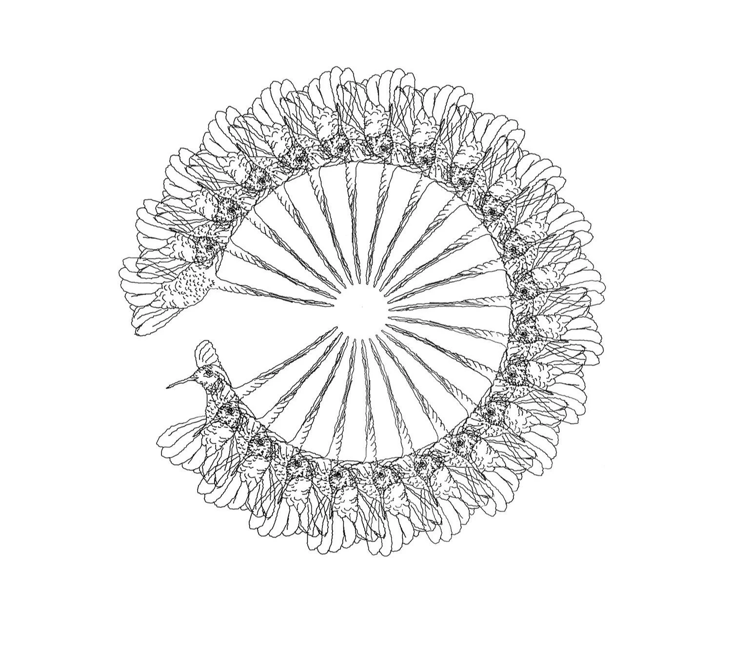 Hummingbird — Charles Csuri