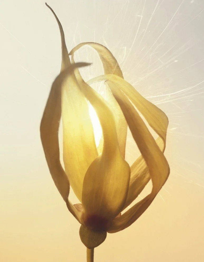 Sweet Return — NuRoots