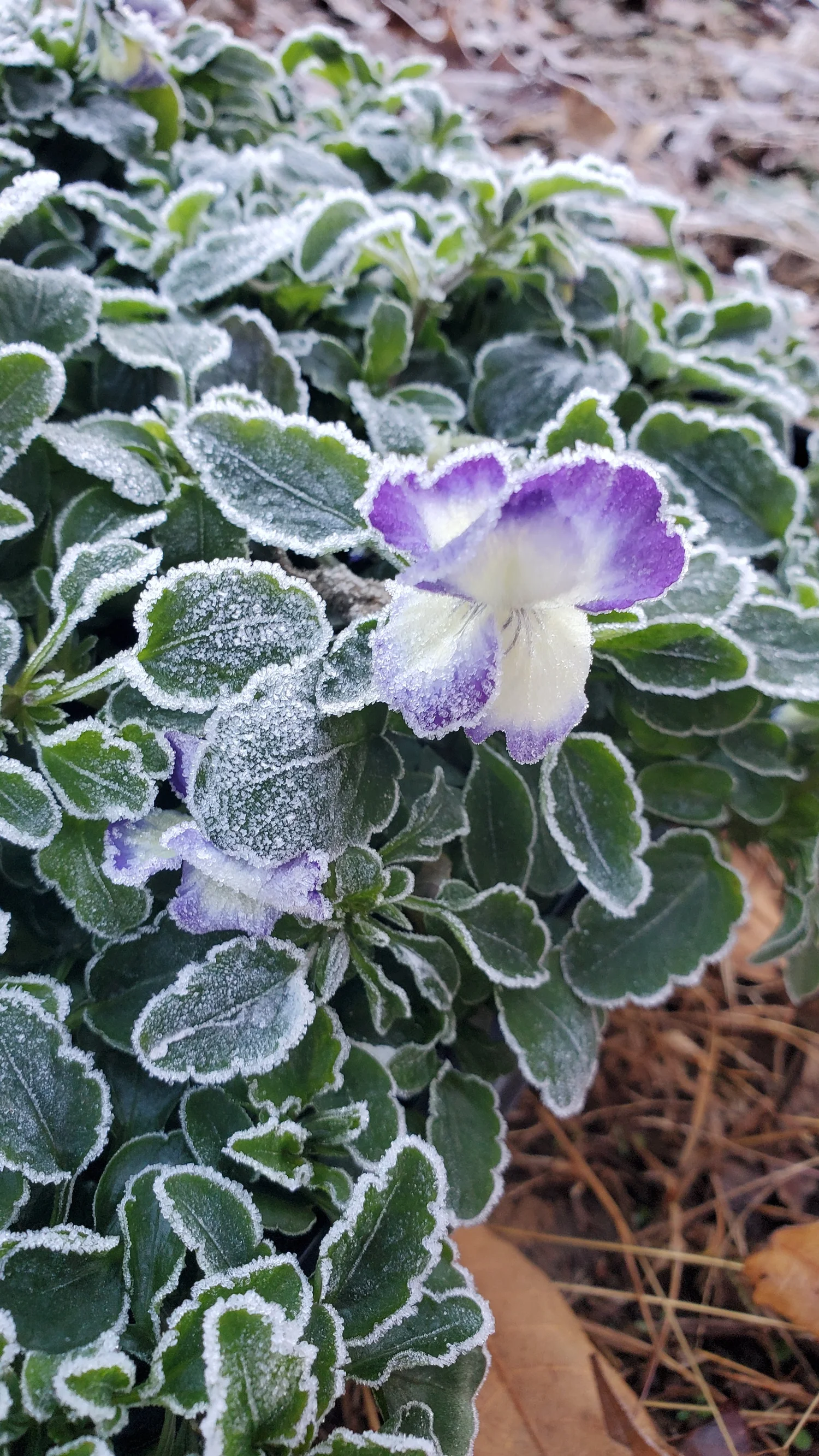 Day in Photos — Blue Rooster Farms