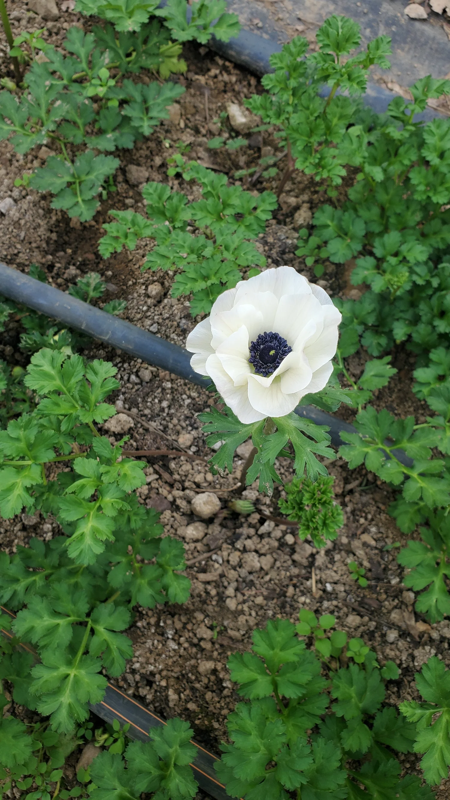 Day in Photos — Blue Rooster Farms