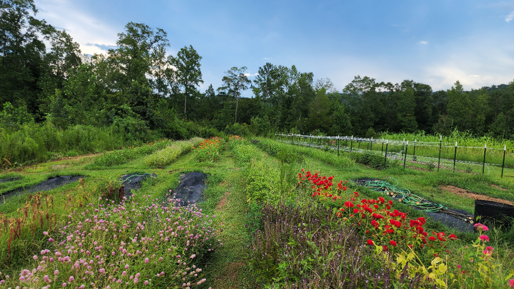 U-Pick — Blue Rooster Farms