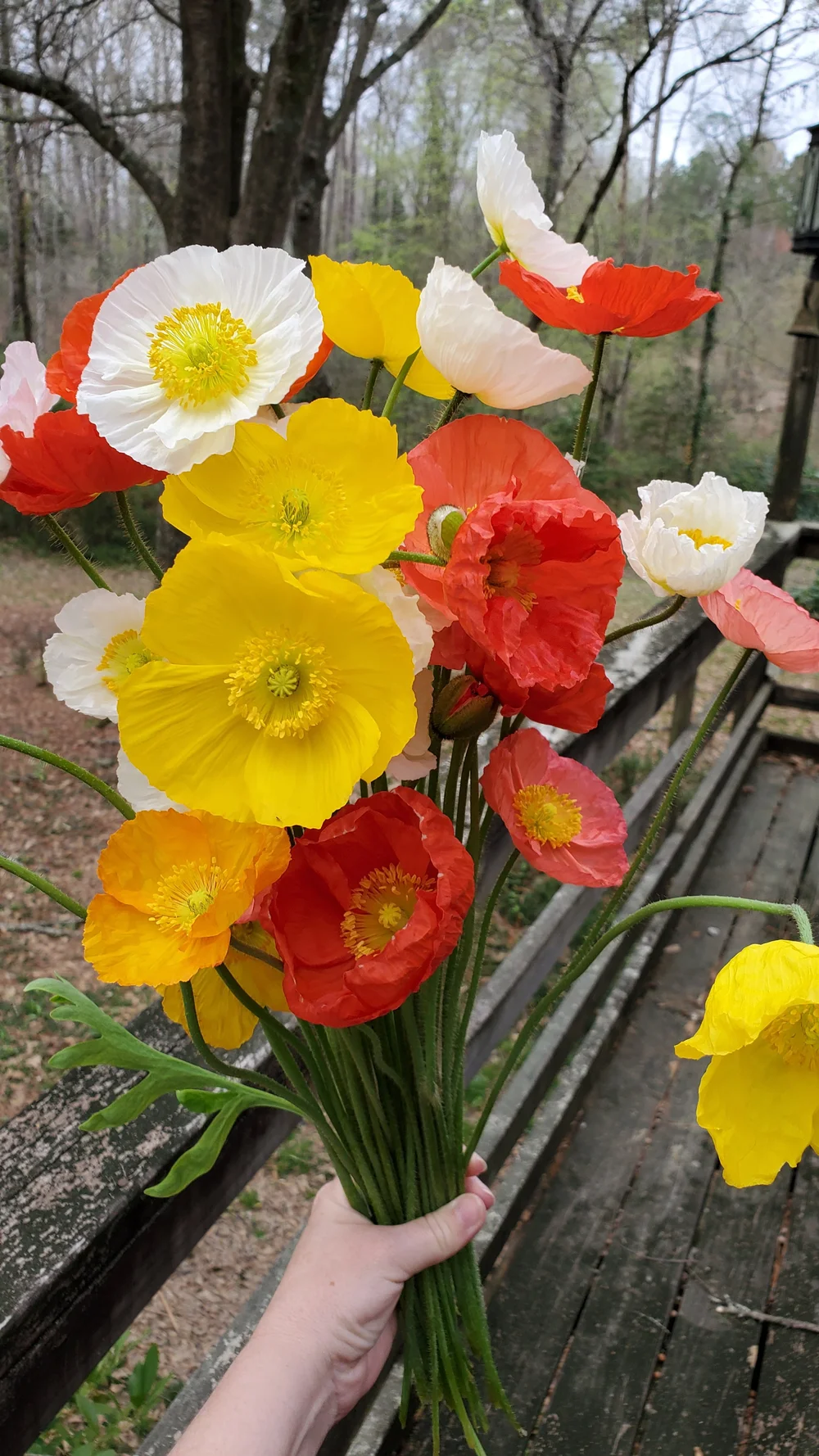 Day in Photos — Blue Rooster Farms